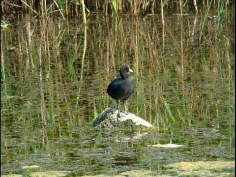 Птахи України