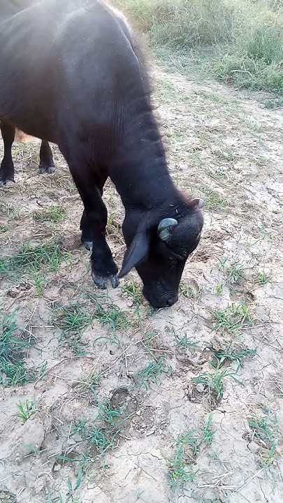 buffalo videos short (3) - YouTube