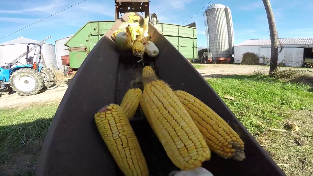 Universal Cub Elevator moving Ear Corn to John Deere 115 Chuck Wagon ...