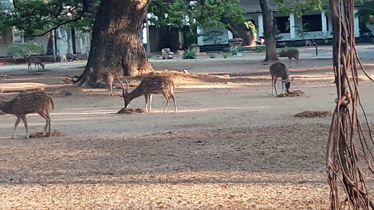 Deer in Trincomalee - YouTube