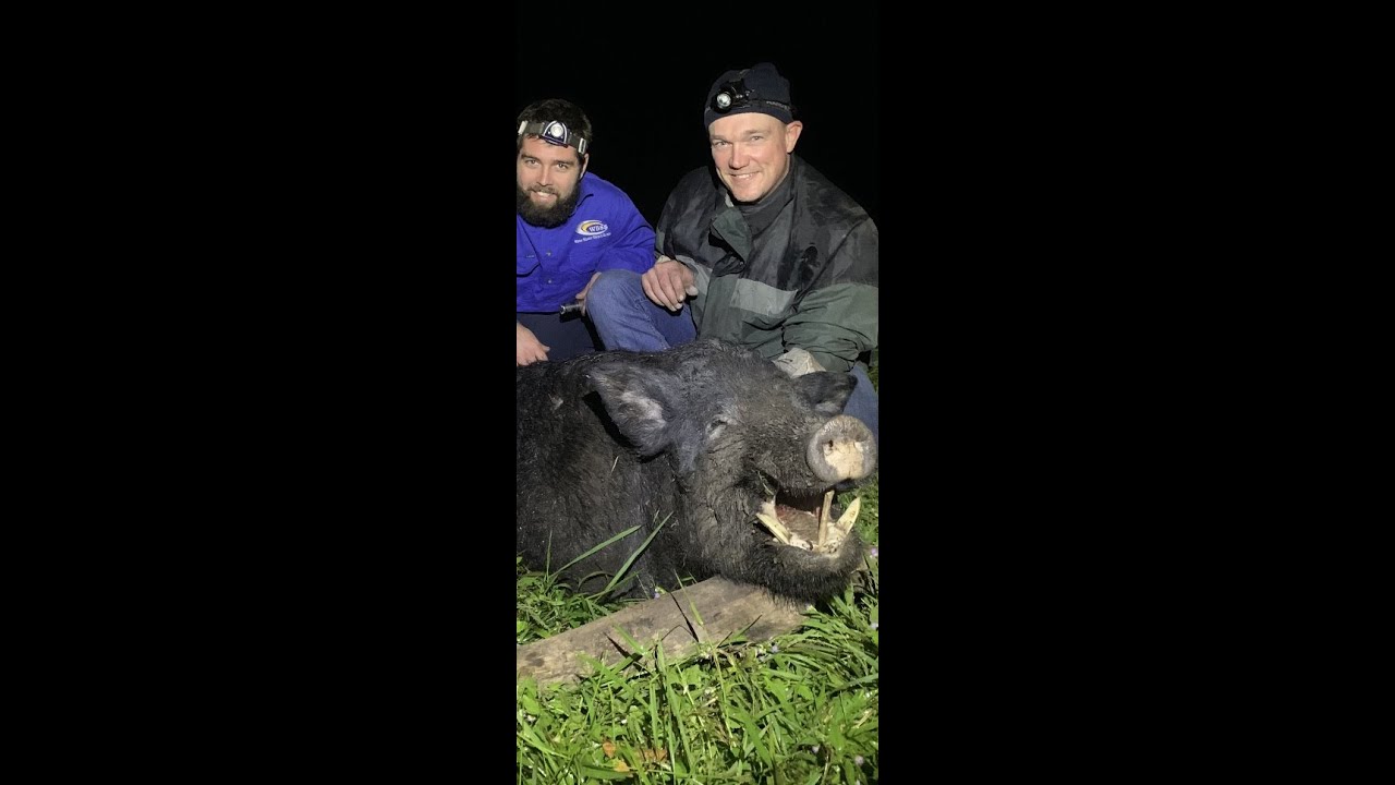 Feral hog pest control! - YouTube