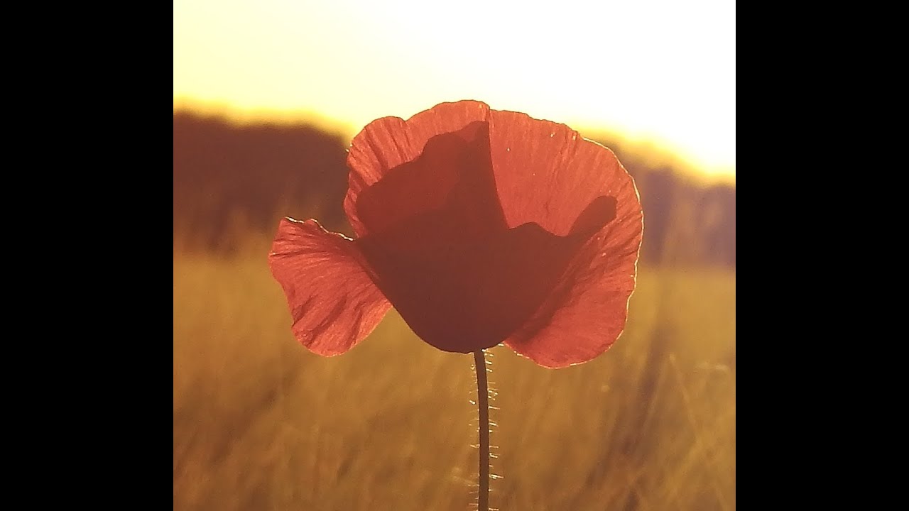 Unknown Soldier by Steve Hord. Twitter: @steve_hord - YouTube