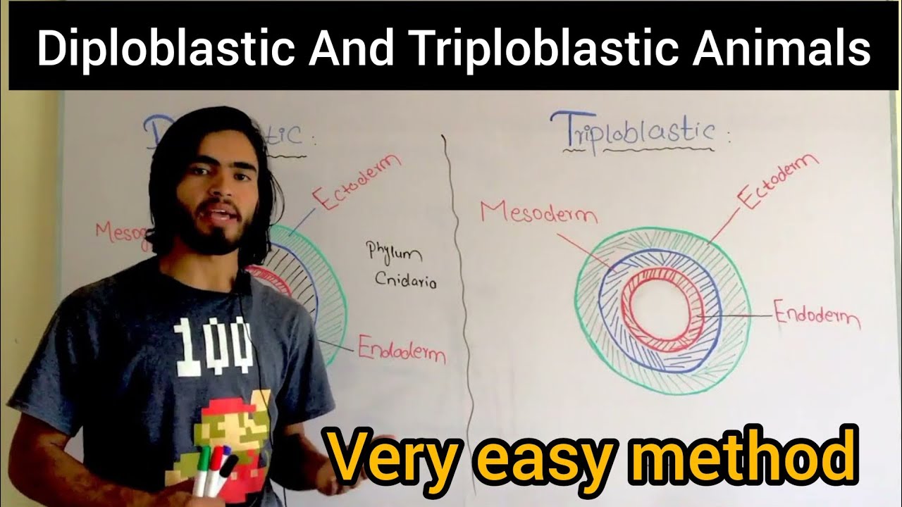 Diploblastic and Triploblastic Animals/Two and Three tissue layers ...