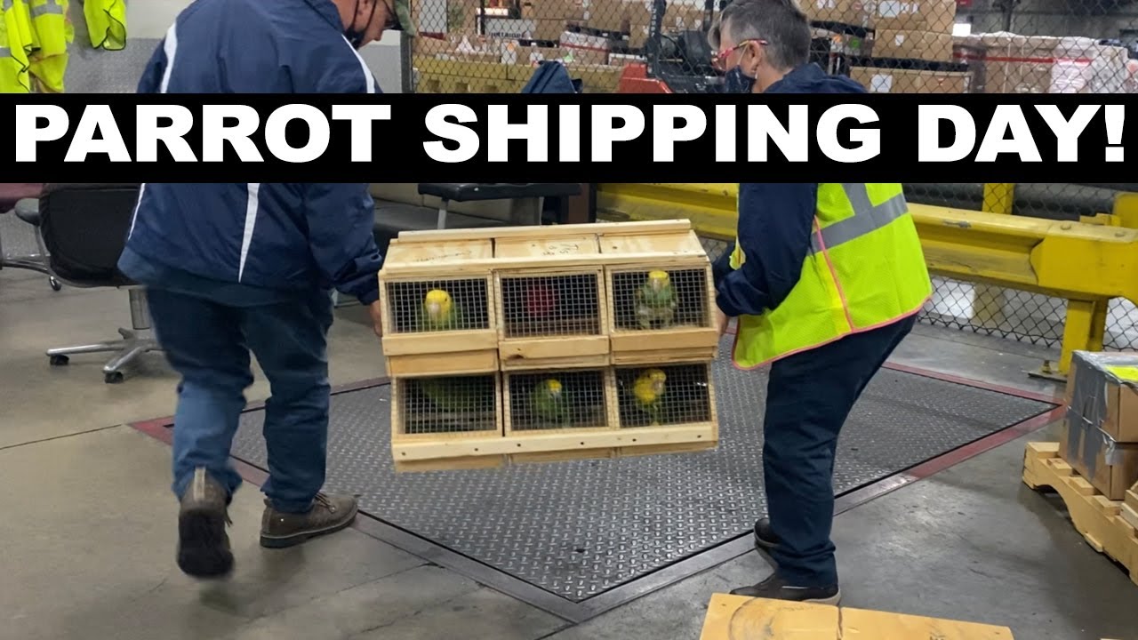 Shipping Parrots. Amazon Parrots, Hyacinth Macaws, Parakeets and ...
