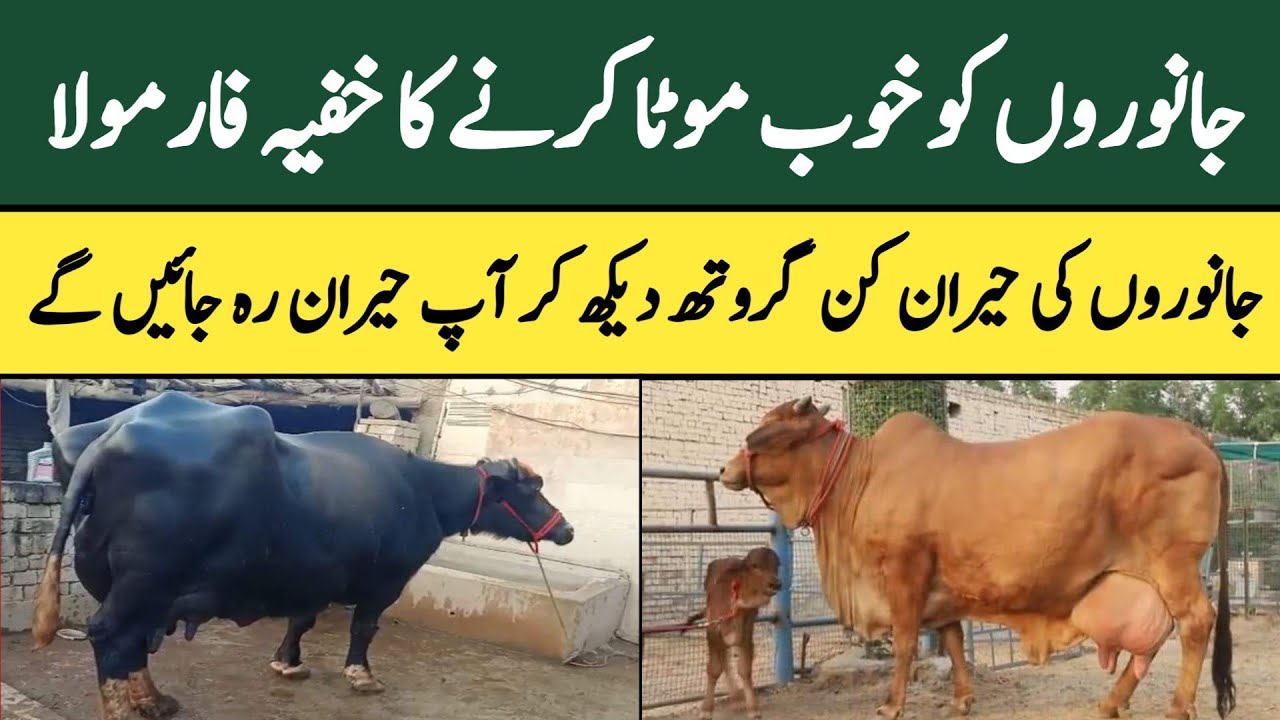 Khufia Calf Starter formula jis say janwaron ki growth main zabardast ...