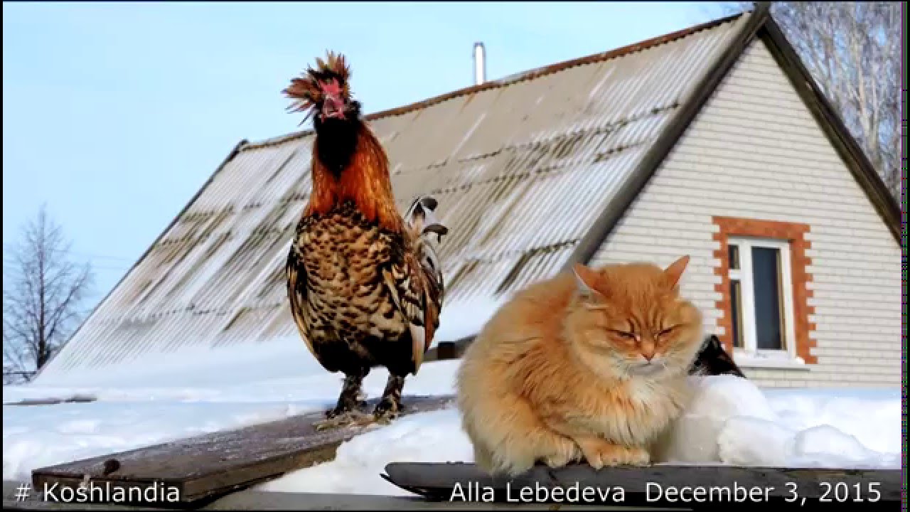 Вариант 2 Siberian Farm cats and Pavlovskiy Rooster, Solnushko ...