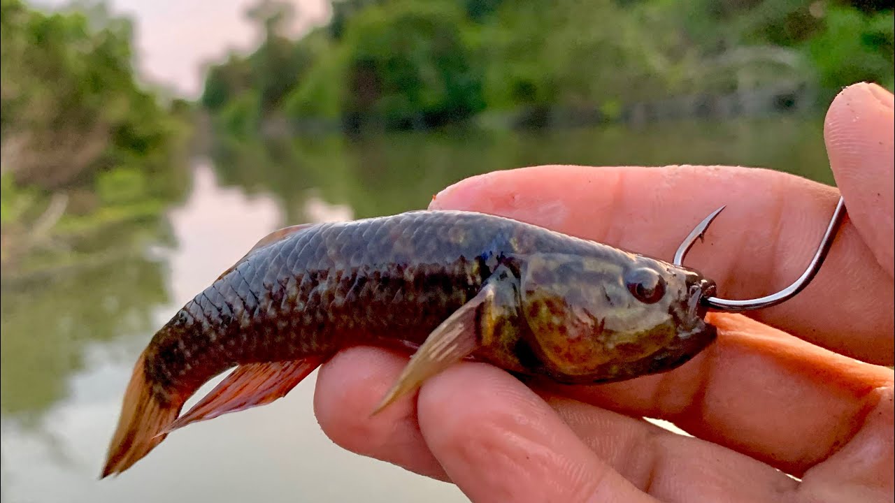 CARNADA VIVA || Pesca con PUYEQUES o TÓPEN VIVO || lBOCA DE RÍO ...