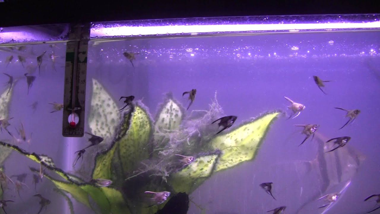 Baby Angel fish for sale. 6 weeks old - YouTube