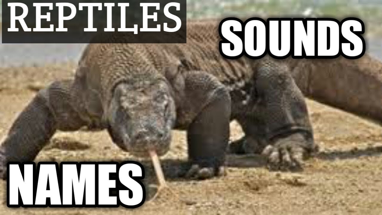 names of reptiles and their sounds for kids | learn with joy - YouTube