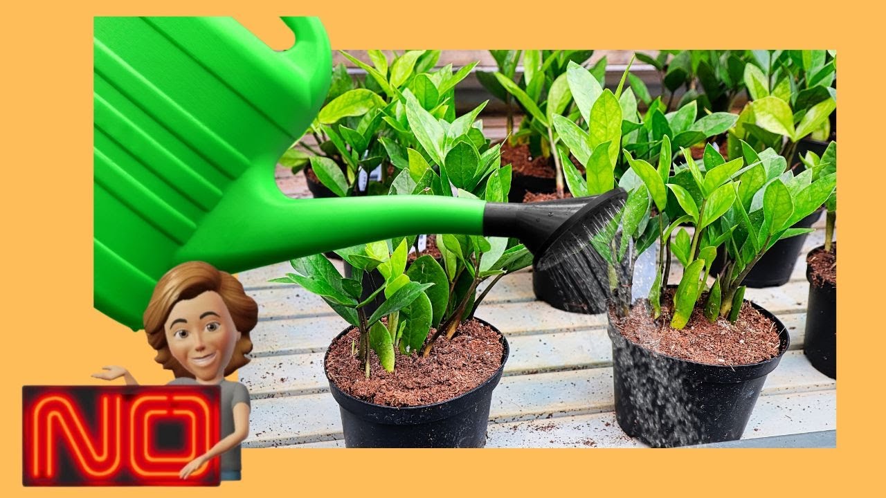 DEJA de Regar tu Planta ZZ (aquí te explicamos por qué)🪴 - YouTube