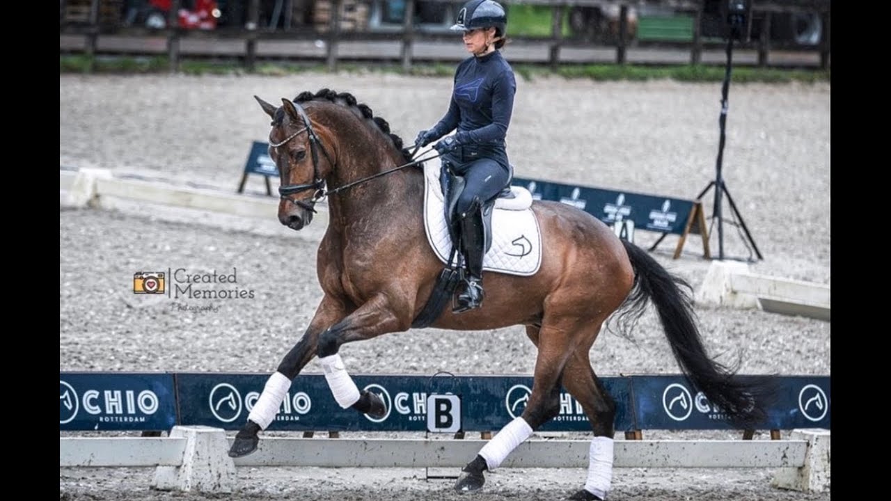 Training op het CHIO Rotterdam | Danielle van Mierlo - YouTube