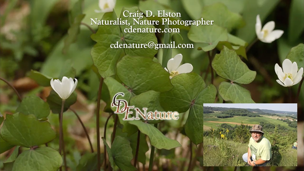 Botanical Quest: Documenting Michigan’s Rare Native Flora Through ...