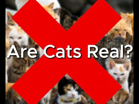 Are Cats Real? - YouTube