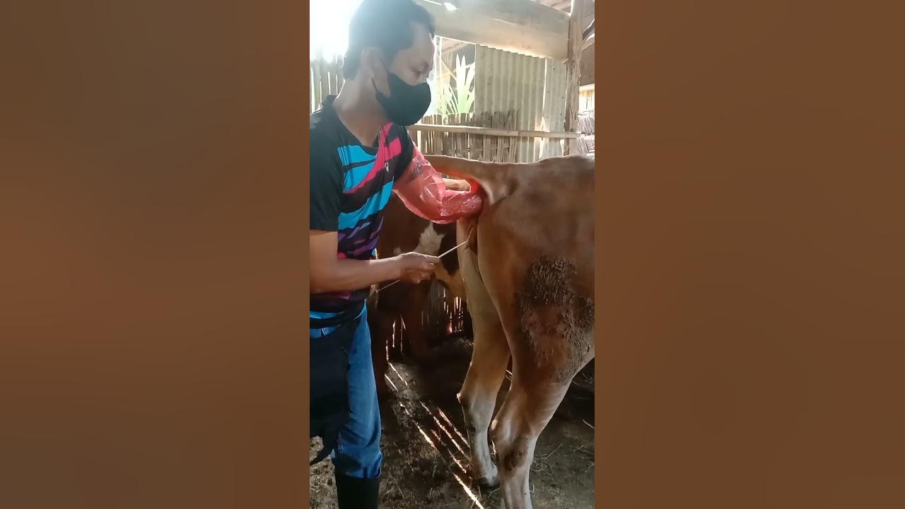 Proses Inseminasi Buatan pada Sapi oleh Inseminator Karanganyar... Cuaakkkssss - YouTube