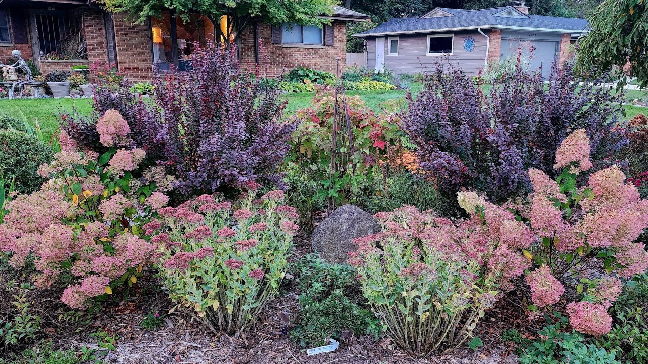 Planting Picolo Dwarf Umbrella Pine, Remote Wood Fern & Niagra Falls ...