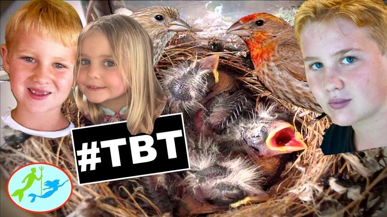 Cute Kids and Baby Birds TBT | Theekholms - YouTube