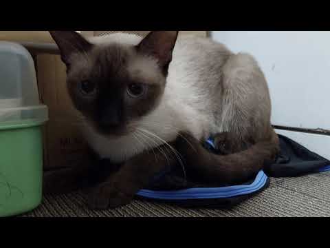 torture the cat ep 2 the power of saliva and fart