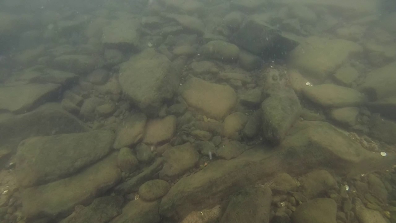 Fish Everywhere - YouTube