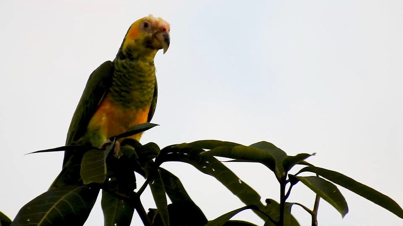 PAPAGAIO-GALEGO Canto (ALIPIOPSITTA XANTHOPS) YELLOW-FACED PARROT ...