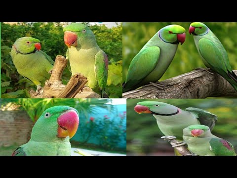Parrot Natural chirping sounds |parrot chirping sound | Parrot calling ...