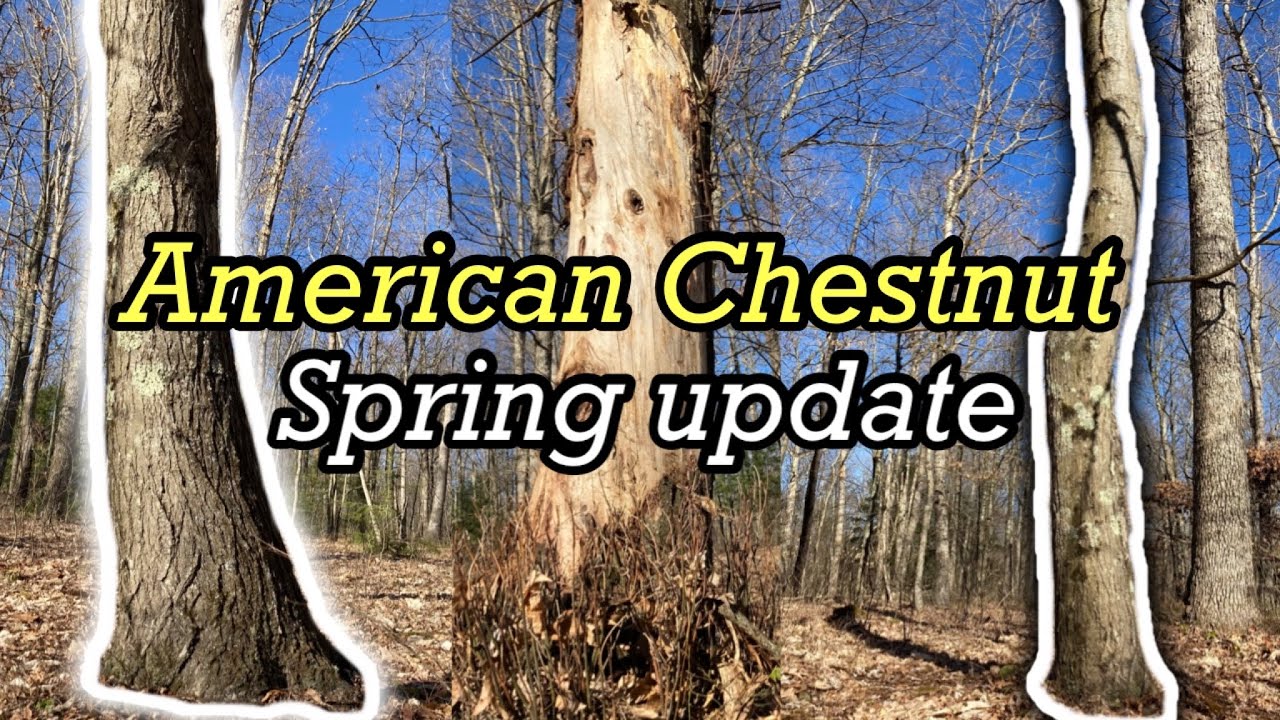 Spring Update on the Mature American Chestnut Trees - YouTube