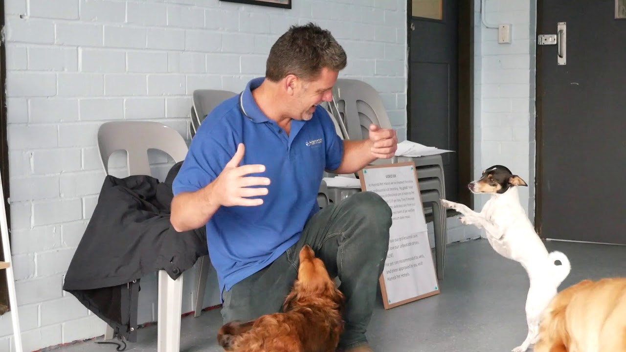 Dog Training at Hanrob Pet Hotels Canberra - YouTube