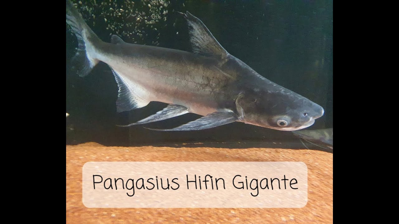 BABY SHARK - INTRODUÇÃO DE UM PANGASIUS HIFIN GIGANTE - 60CM - YouTube