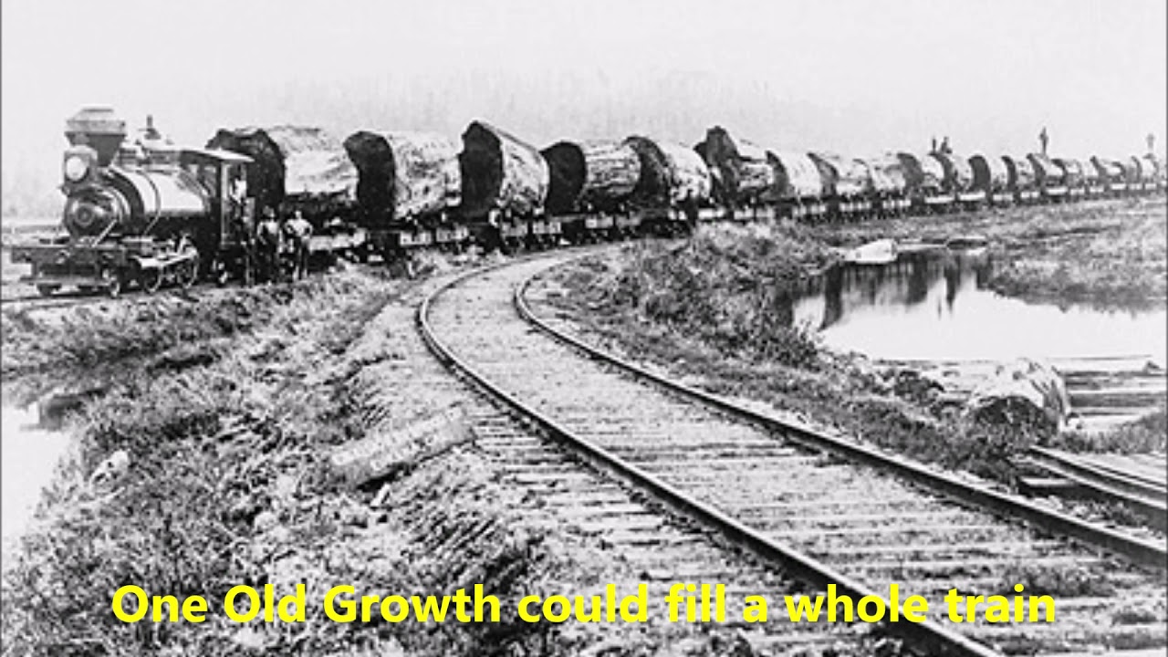 SPRINGBOARD NOTCH - YouTube