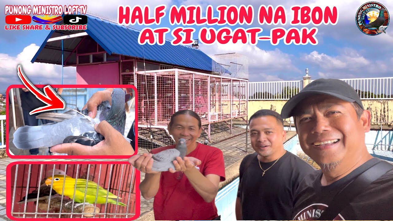 EP 894 - YELLOW FACE ANG 500K NA IBON AT KALAPATI NA MAY PAKPAK SA ...