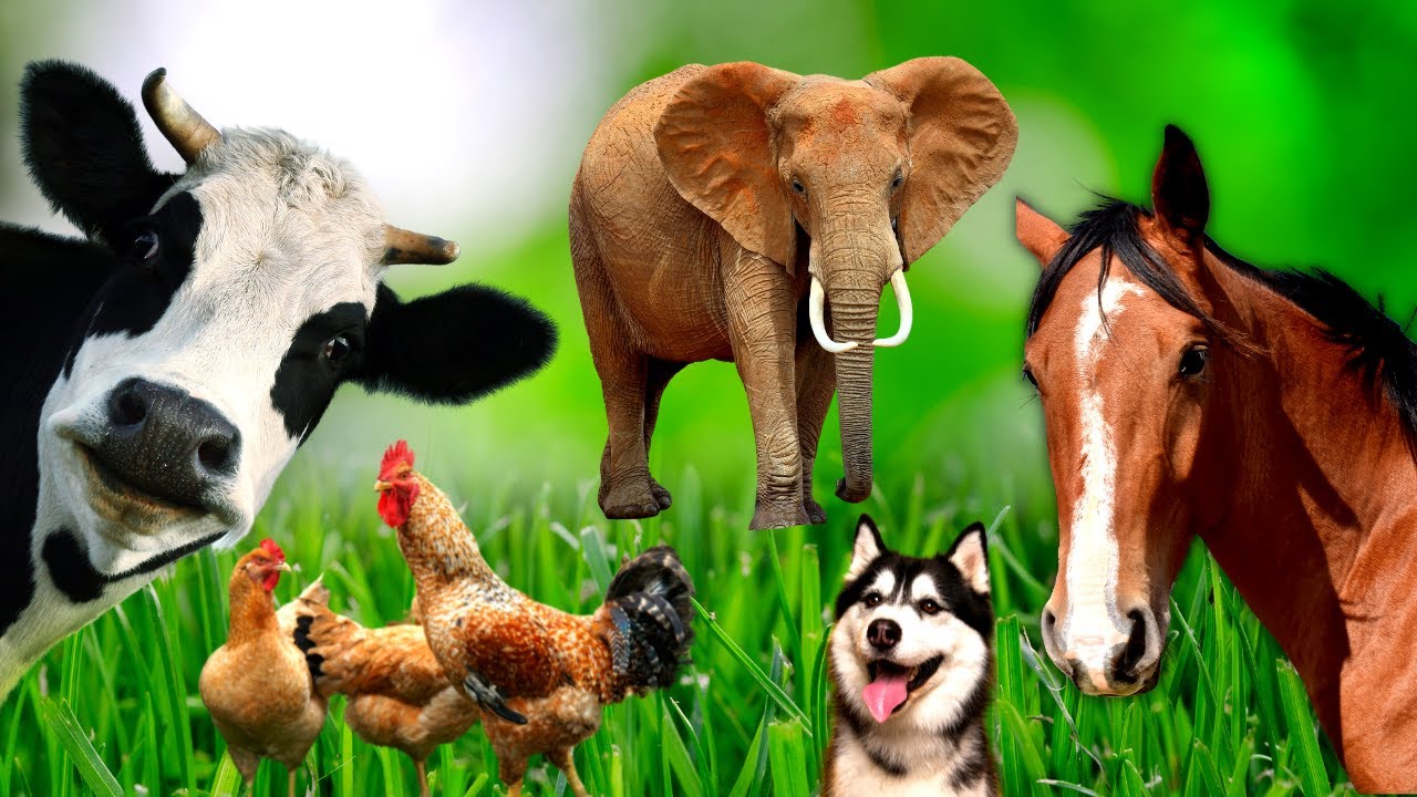 Cute moments of animals around us: horse, cow, cat, dog, elephant ...