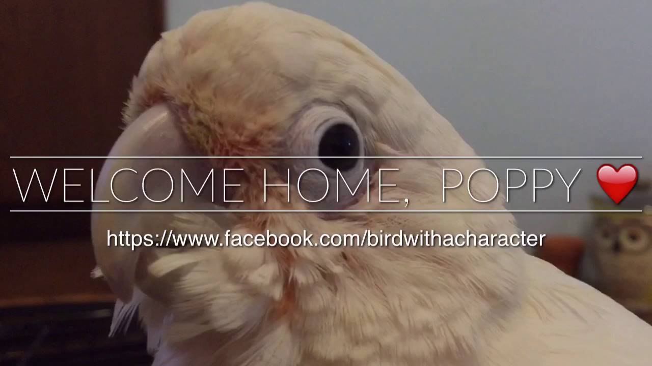 Welcome home, Poppy! - YouTube