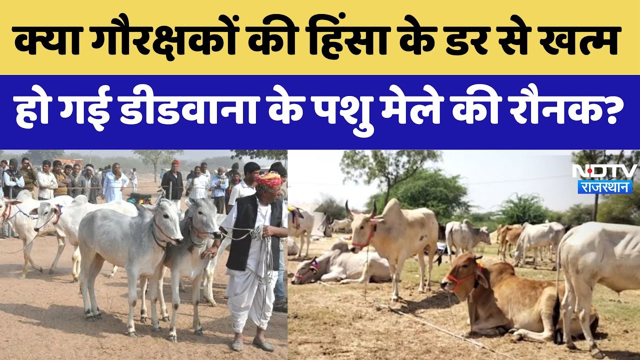 Didwana News: क्या गौरक्षकों की हिंसा के डर से खत्म हो गई Didwana के ...
