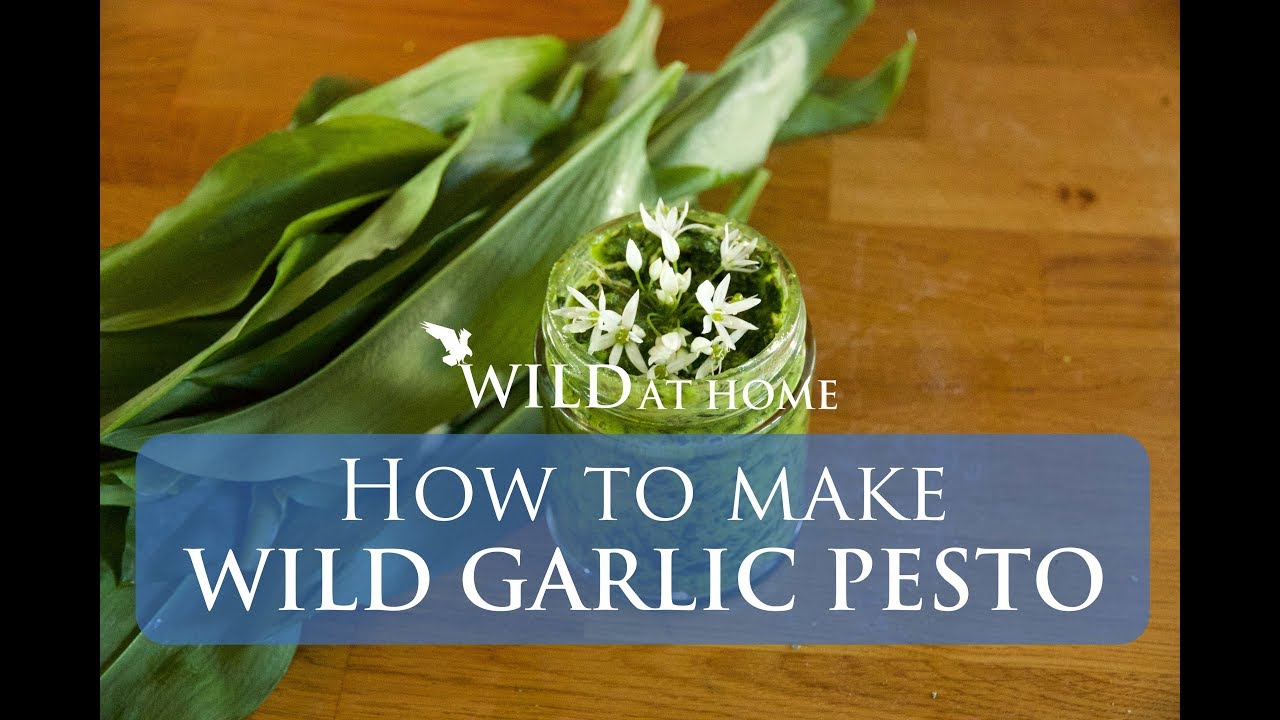 Easy Recipe How To Make Wild Garlic Pesto | WILD At Home - YouTube