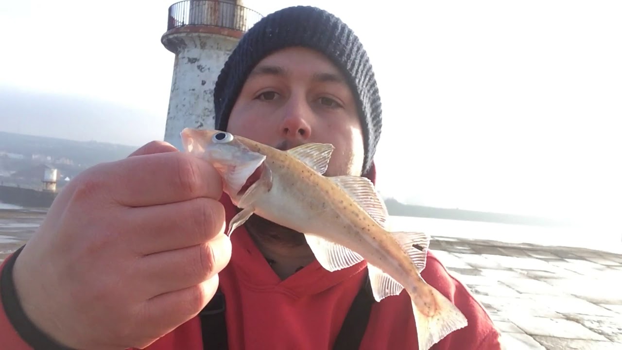 5 different species & LRF fishing on Whitehaven pier - YouTube