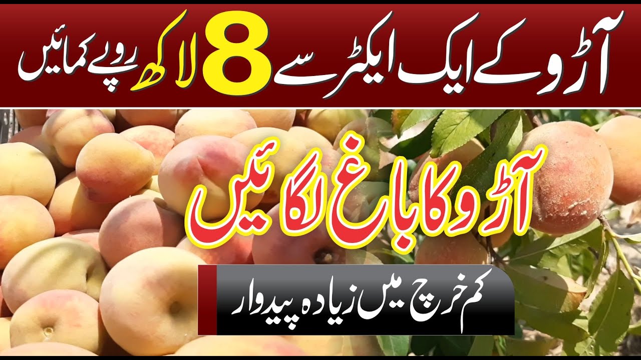 Peach Farming || peach farming in Pakistan, peach faced lovebird, peach ...