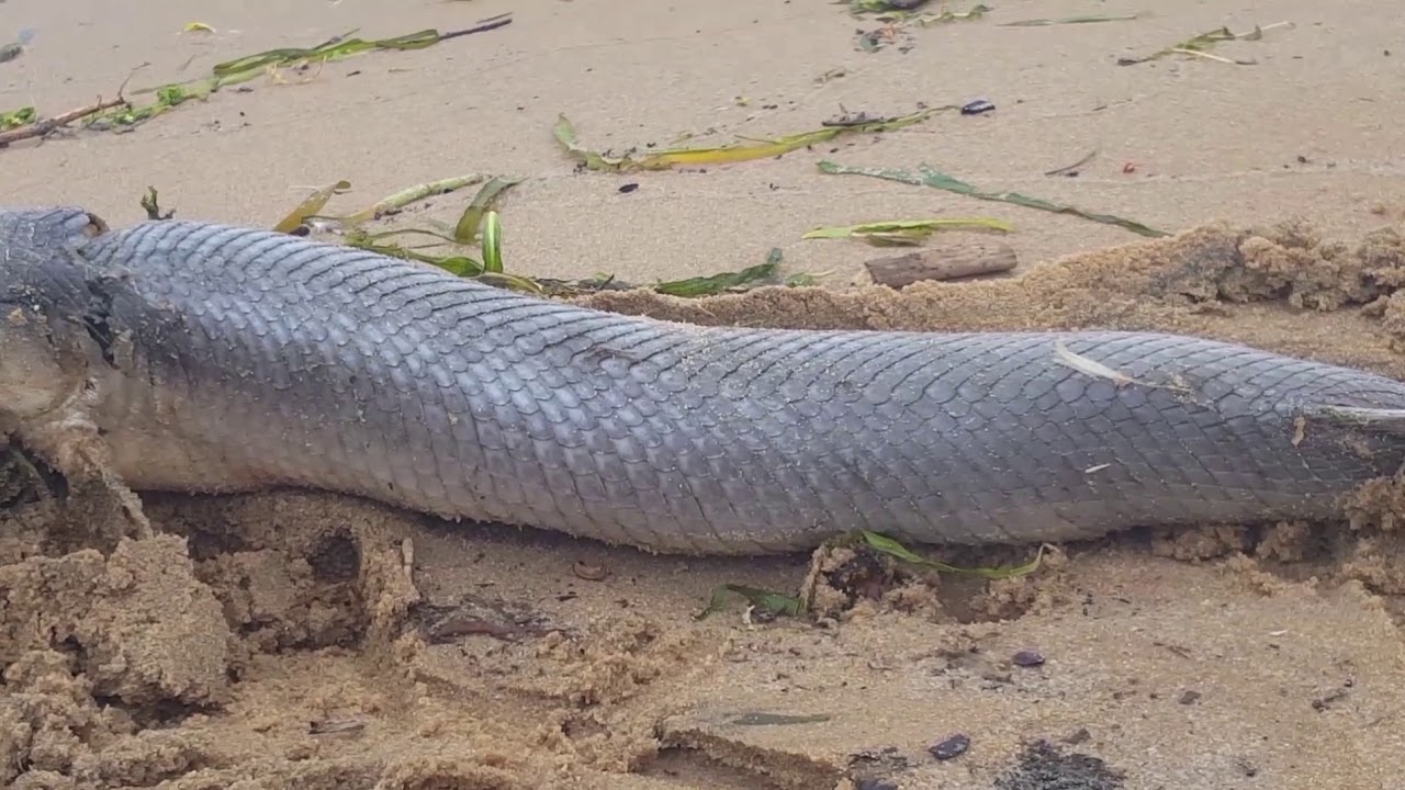 Increible hayazgo pez🐟🐊 cocodrilo en las orillas lago potomac virginia ...