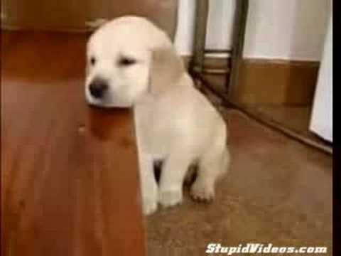 piesek spi - YouTube