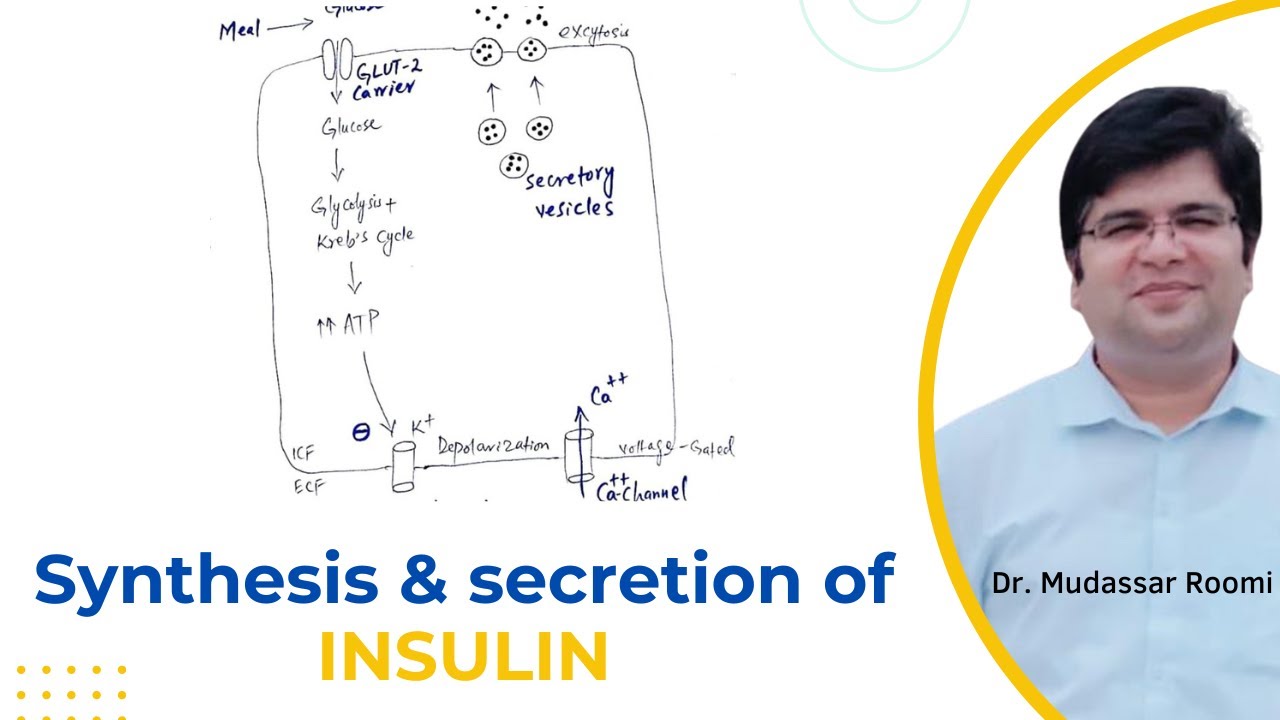 Synthesis & secretion of Insulin | pancreatic hormones | Islets of ...