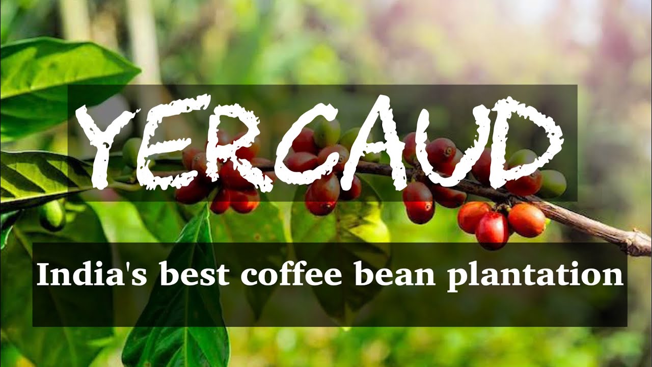 Indian’s best coffee bean | yercaud coffee | kappi stop - YouTube