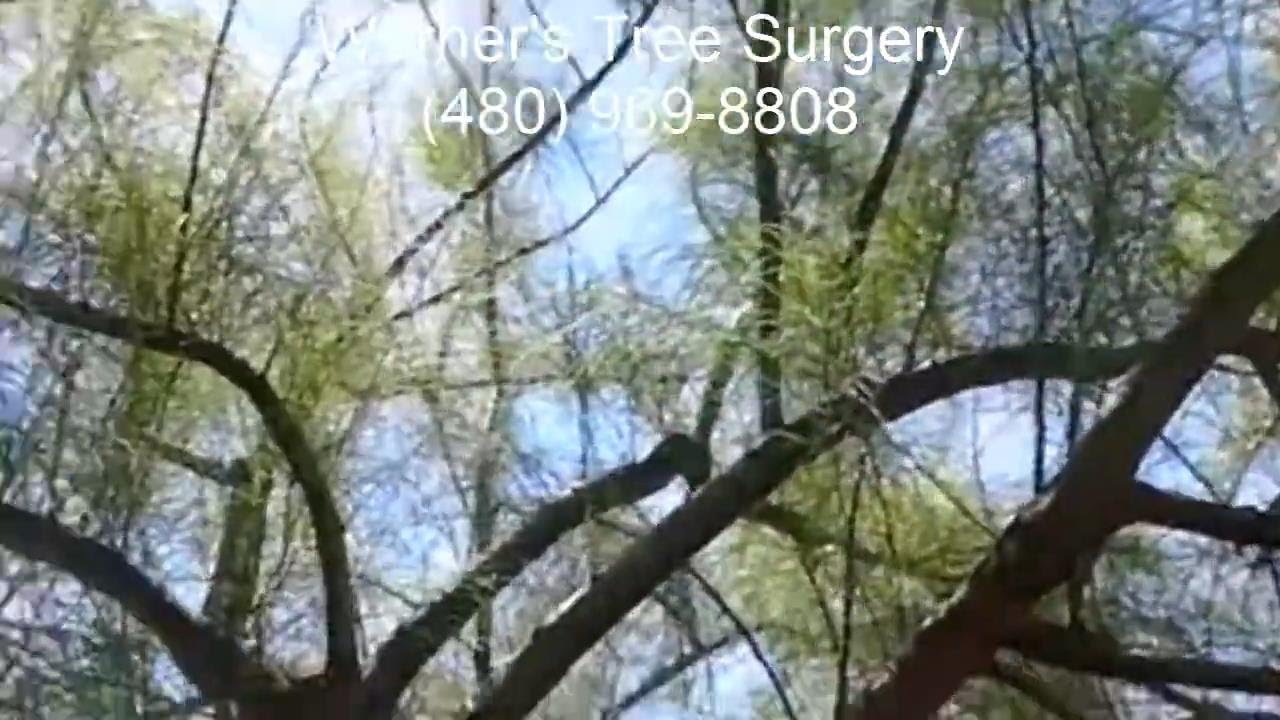 Problems with Palo Verde trees revised on May 15th, 2024 - YouTube
