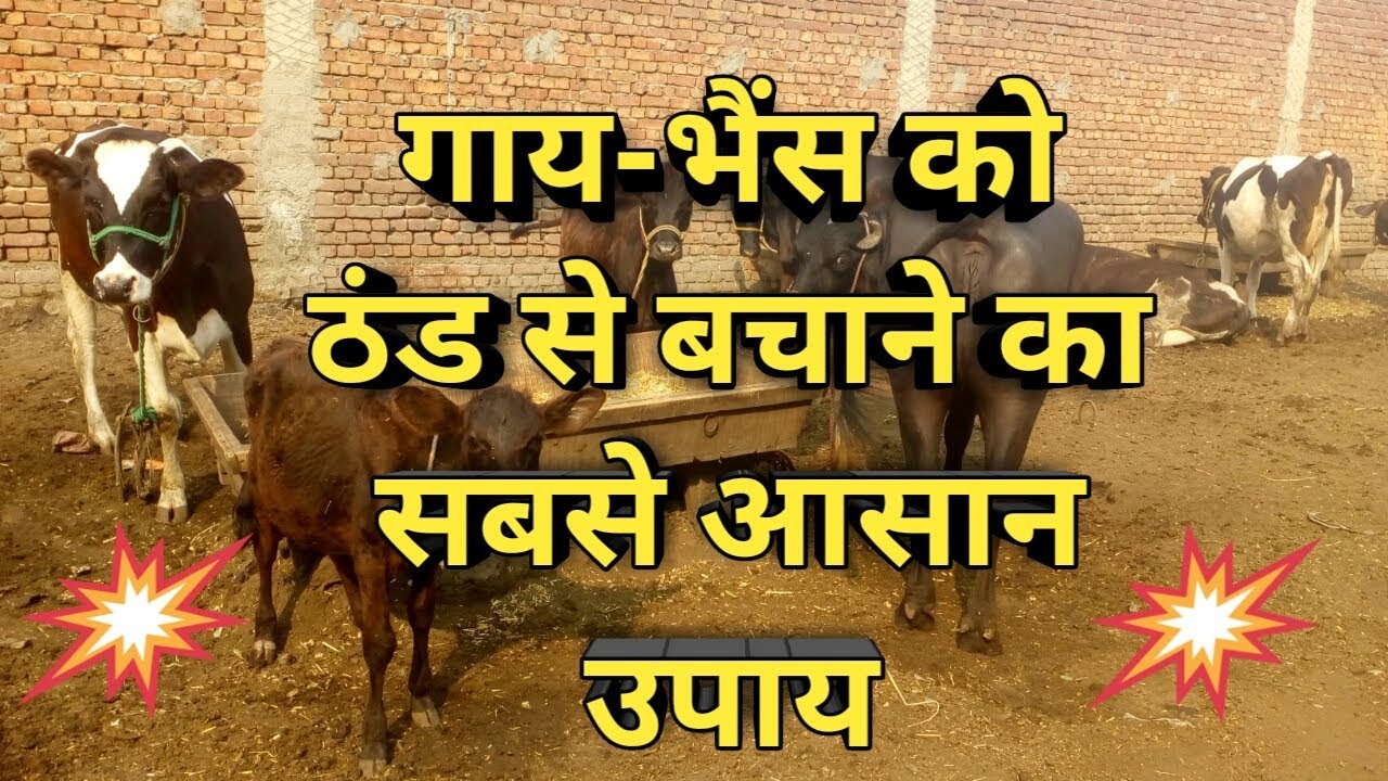 how to protect cow and buffalo from cold in winter season - YouTube