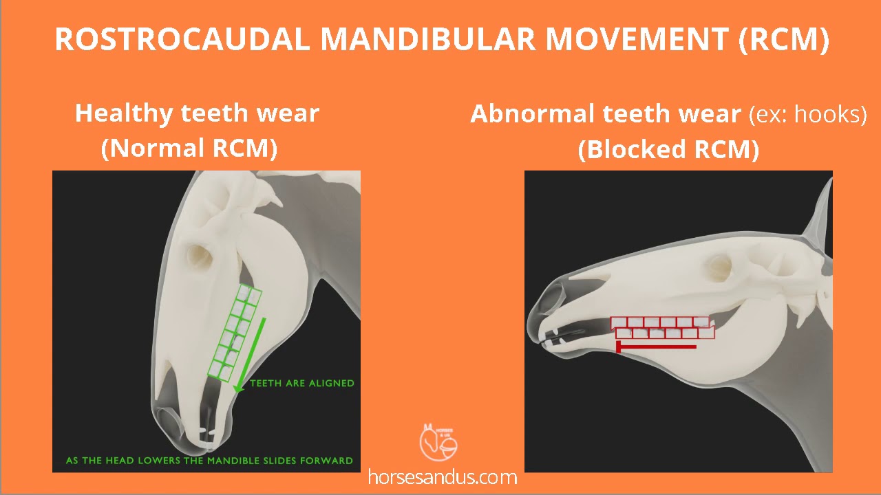 Horse Rostro-caudal Mandibular Movement - YouTube