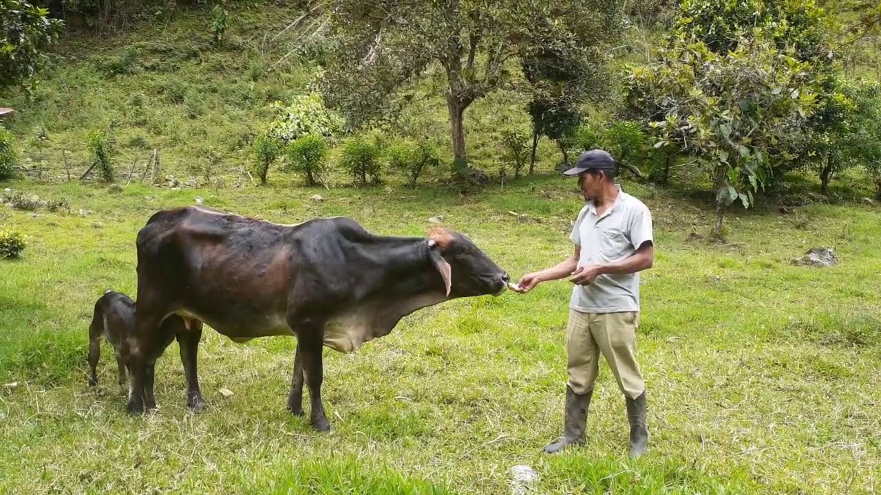 LA VIDA EN EL CAMPO - Documental - del campo ala ciudad (2021) - YouTube