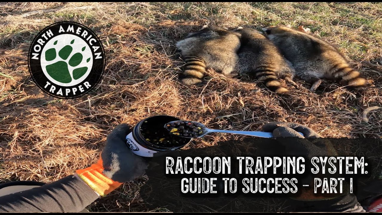RACCOON TRAPPING SYSTEM: Guide to Success ~ Part #1 - YouTube