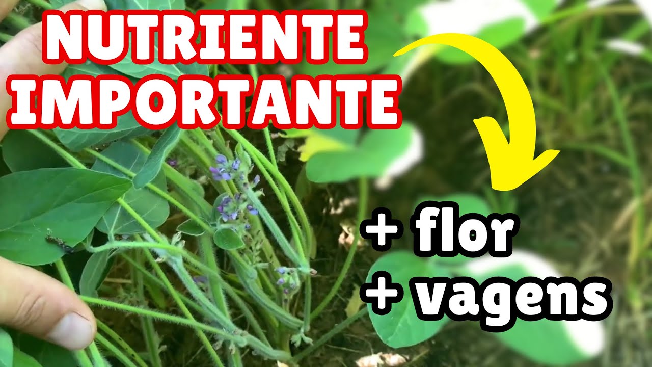 SOJA COM FLOR?? Atenção com este nutriente!! #5933 #fibra - YouTube