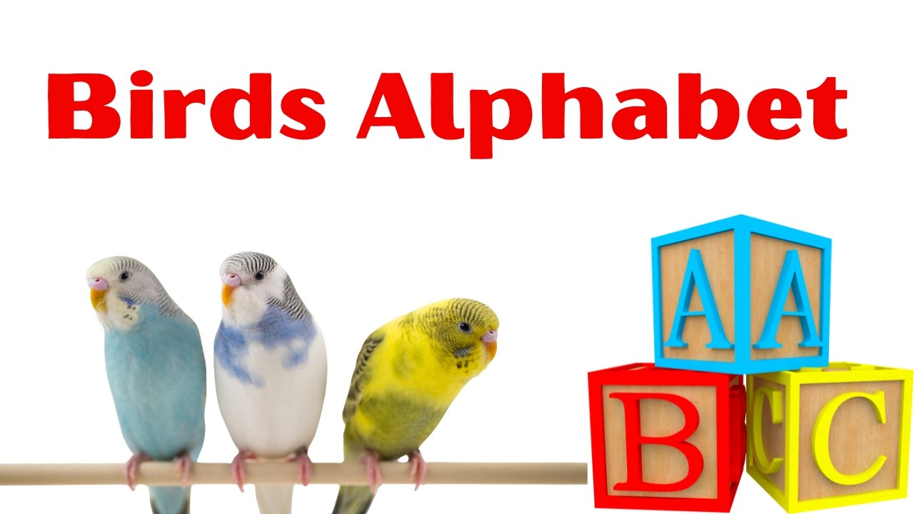 Birds Alphabet A to Z for Kids 🐦| ABC Birds for Kids | Learn Bird Names ...