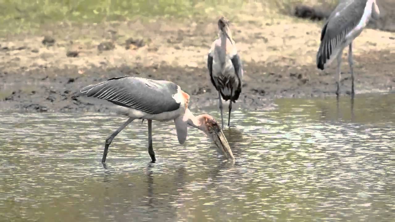 marabout 1 - YouTube