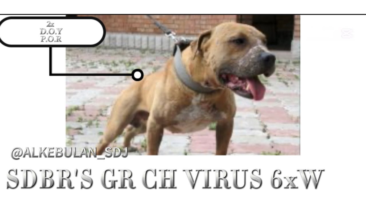 SDBR'S GR CH VIRUS 6xW P.O.R 2x DOY - YouTube