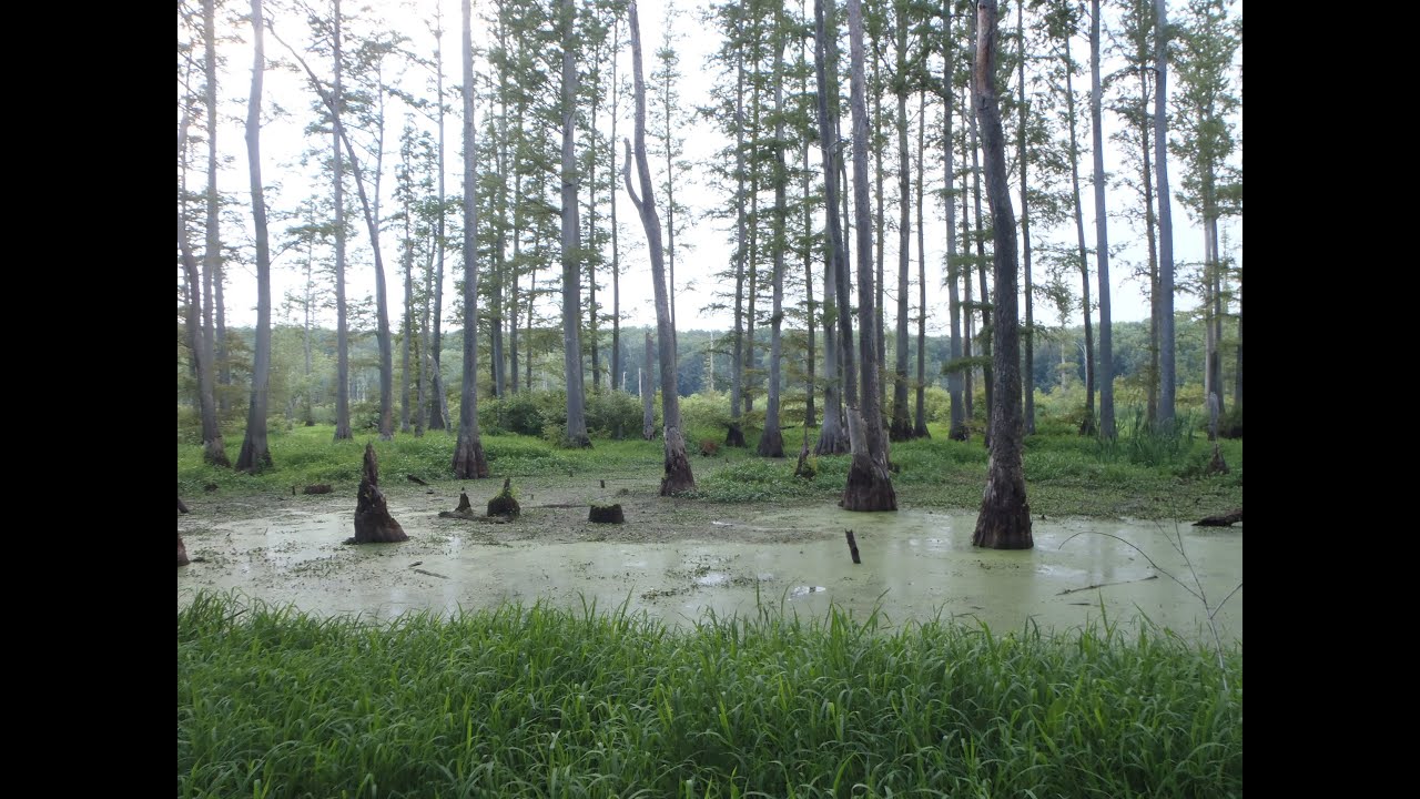 Cache River's Tupelo Trail featurette here in Southern Illinois on a ...