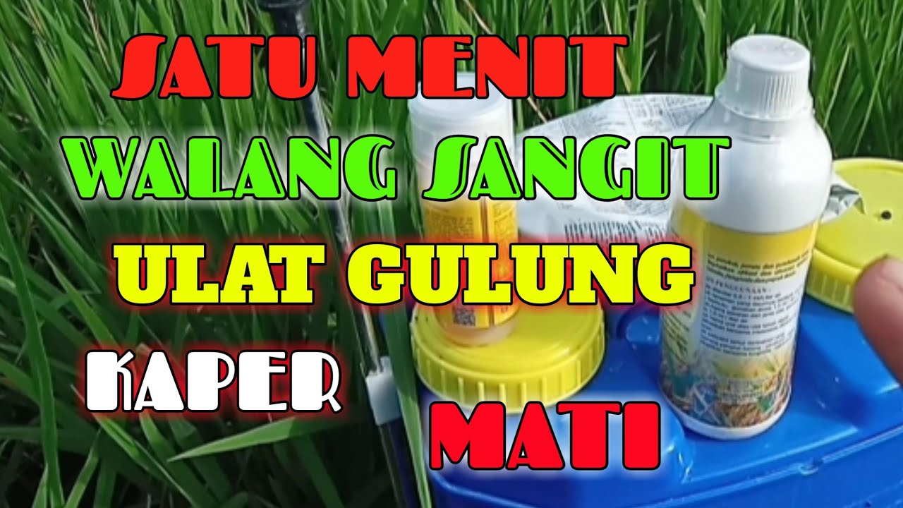 CARA MENGATASI HAMA PADI,walang sangit,Kaper,ulat gulung(@Azel Oppo ...